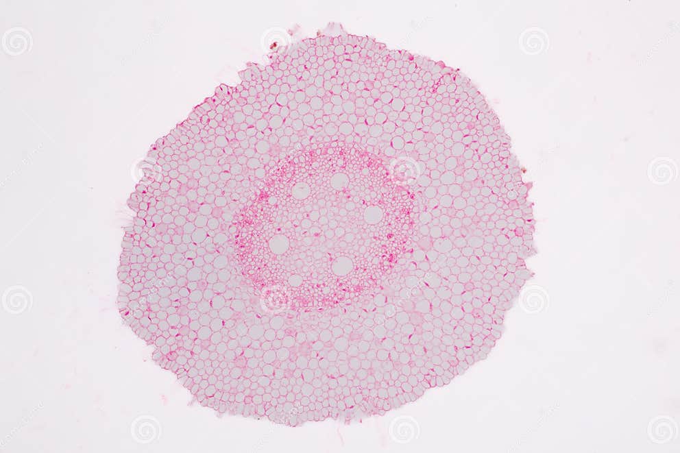 Plant Tissues Under the Microscope in the Laboratory. Stock Image ...