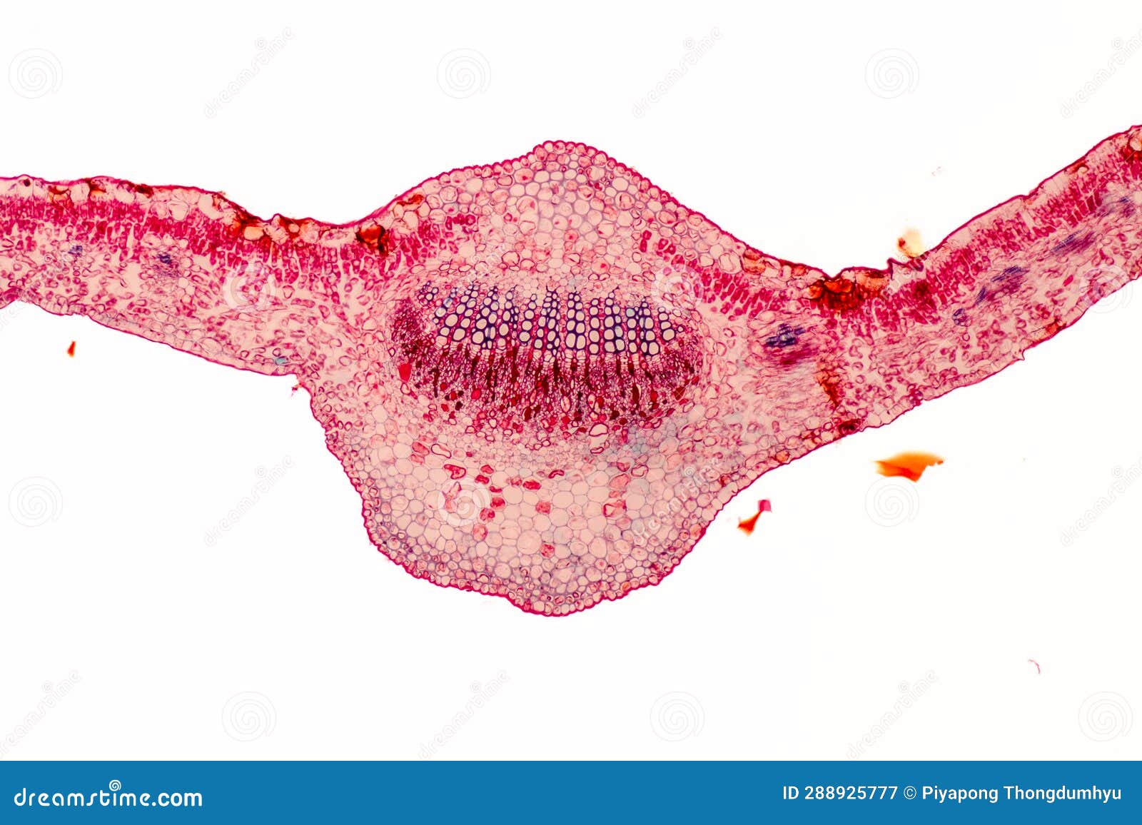 Plant Tissues Under the Microscope in the Laboratory. Stock Image ...
