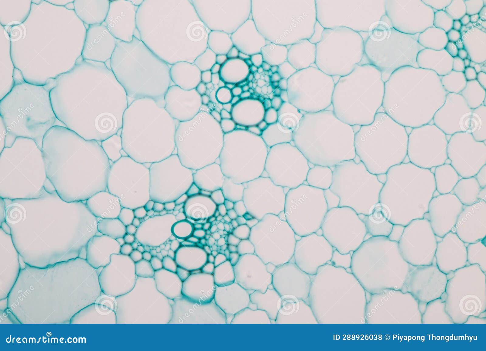 Plant Tissues Under the Microscope in the Laboratory. Stock Photo ...