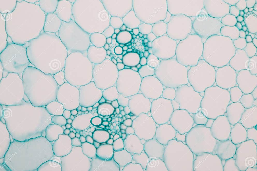 Plant Tissues Under the Microscope in the Laboratory. Stock Photo ...