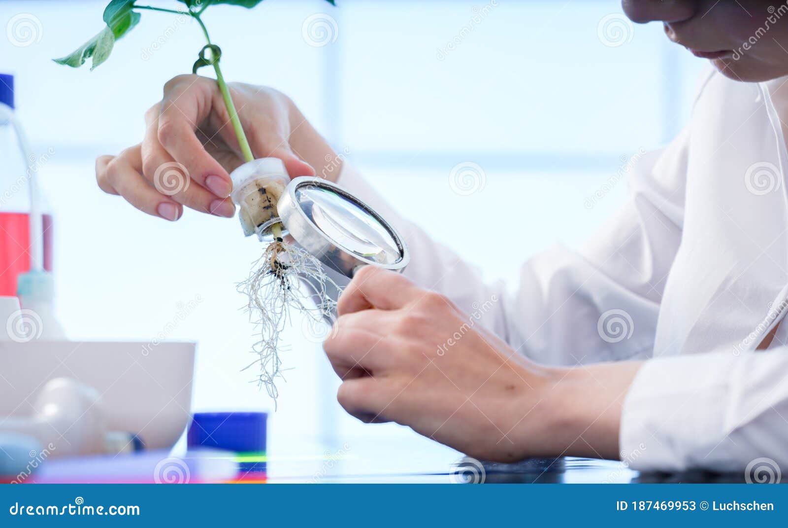 Study of Plants Grown by the Method of Hydroponics. the Girl in the ...