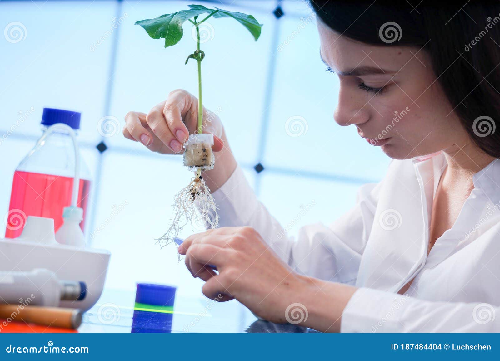 Study of Plants Grown by the Method of Hydroponics. the Girl in the ...