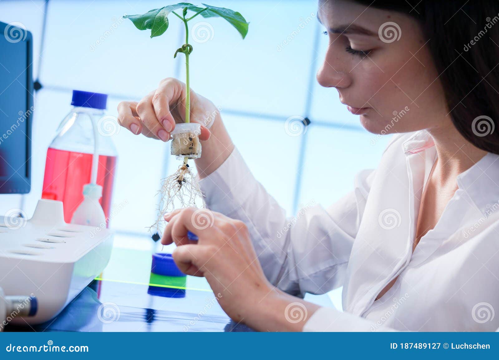 Study of Plants Grown by the Method of Hydroponics. the Girl in the ...