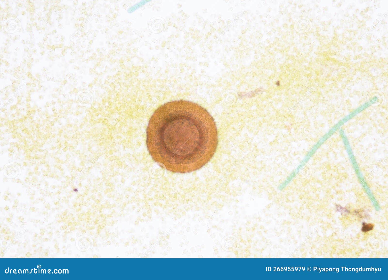 Protozoa And Plant Cells Under The Microscope For Education. Stock ...