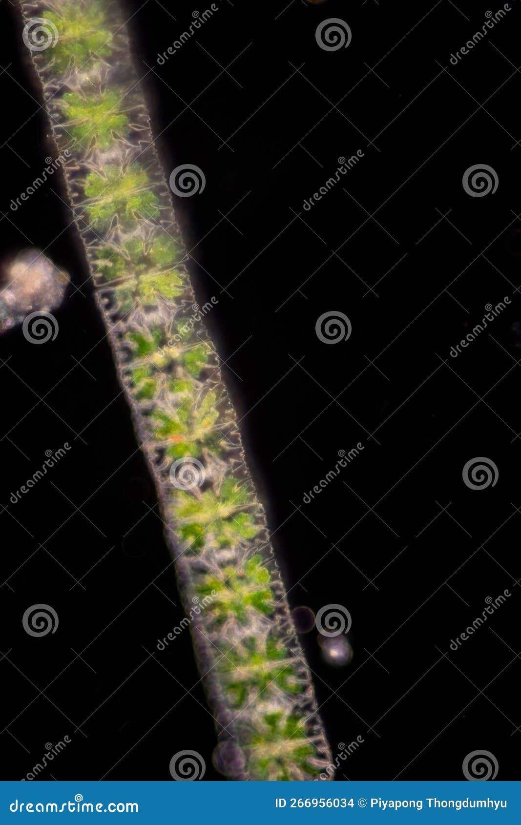 Protozoa and Plant Cells Under the Microscope for Education. Stock ...