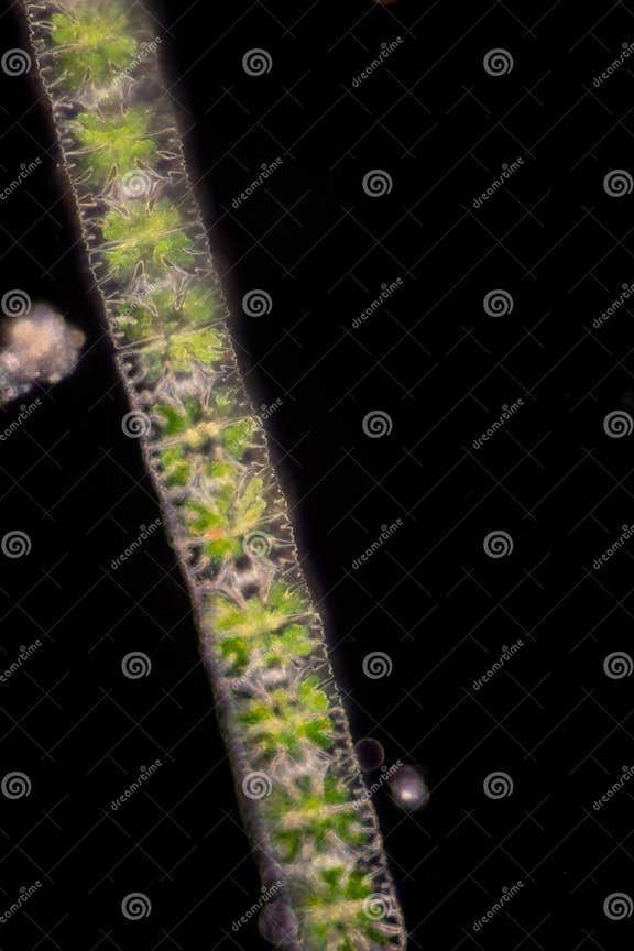 Protozoa and Plant Cells Under the Microscope for Education. Stock ...