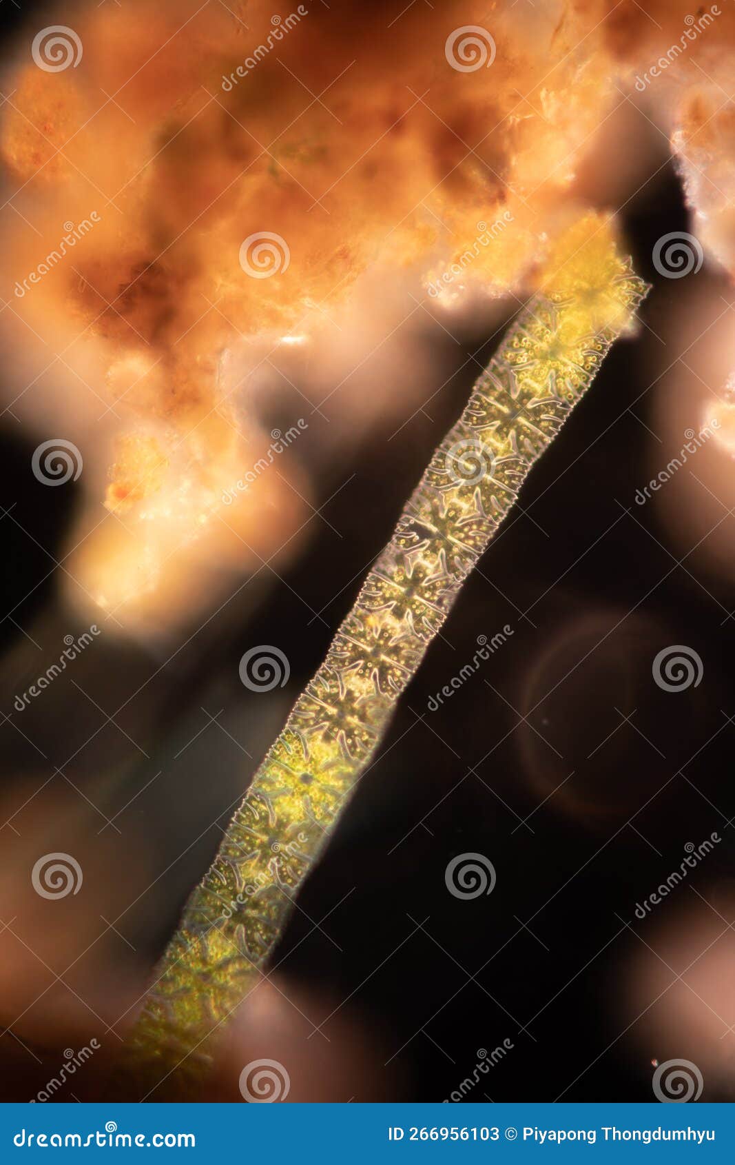 Protozoa and Plant Cells Under the Microscope for Education. Stock ...