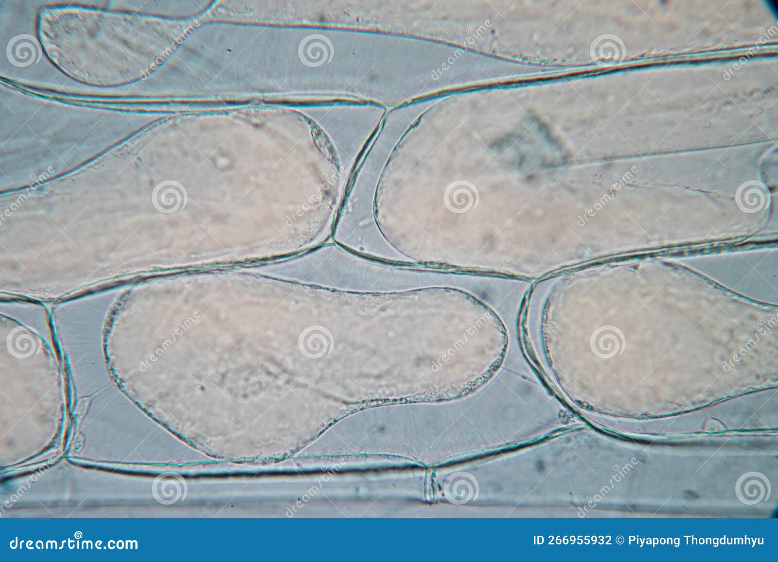 Protozoa and Plant Cells Under the Microscope for Education. Stock ...