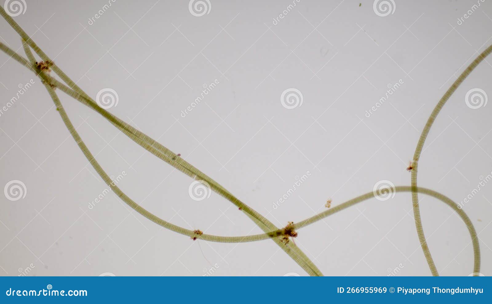 Protozoa and Plant Cells Under the Microscope for Education. Stock ...