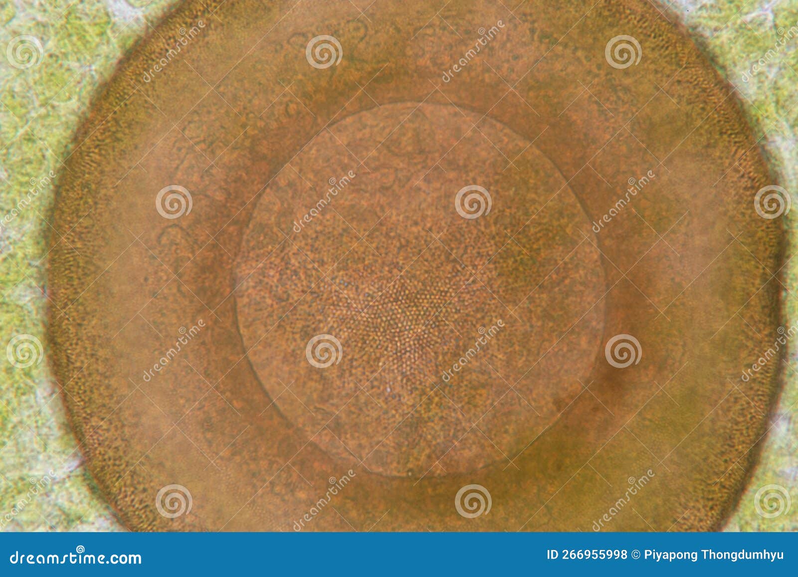 Protozoa and Plant Cells Under the Microscope for Education. Stock ...