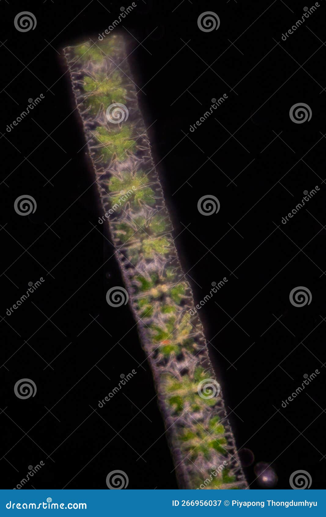 Protozoa and Plant Cells Under the Microscope for Education. Stock ...