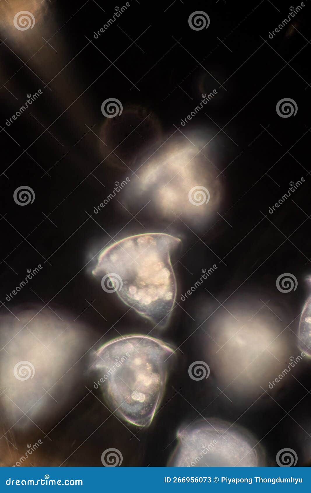 Protozoa And Plant Cells Under The Microscope For Education. Stock ...