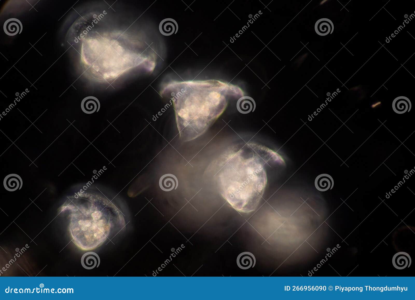 Protozoa and Plant Cells Under the Microscope for Education. Stock ...