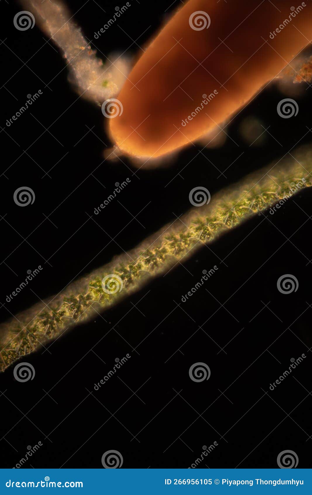 Protozoa and Plant Cells Under the Microscope for Education. Stock ...