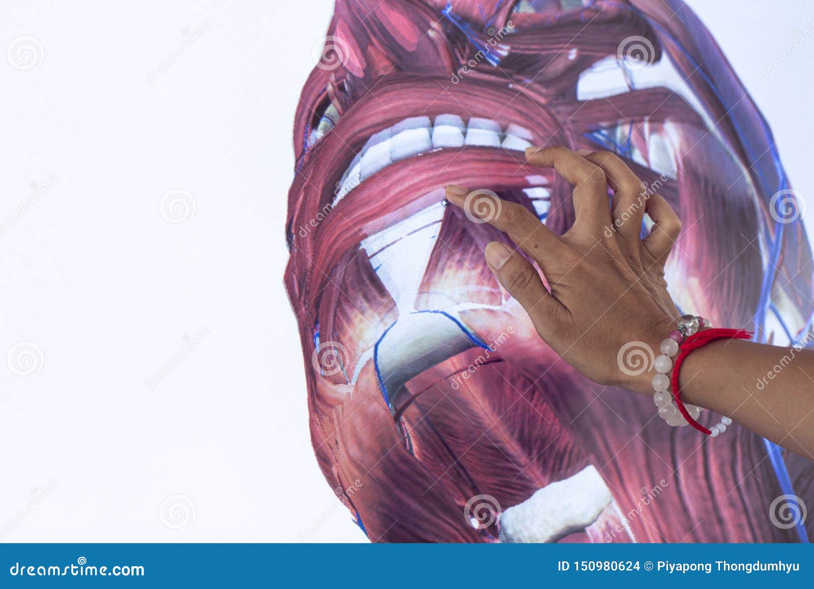 Study Structure Anatomy and Histological Sample of Human Model. Stock ...