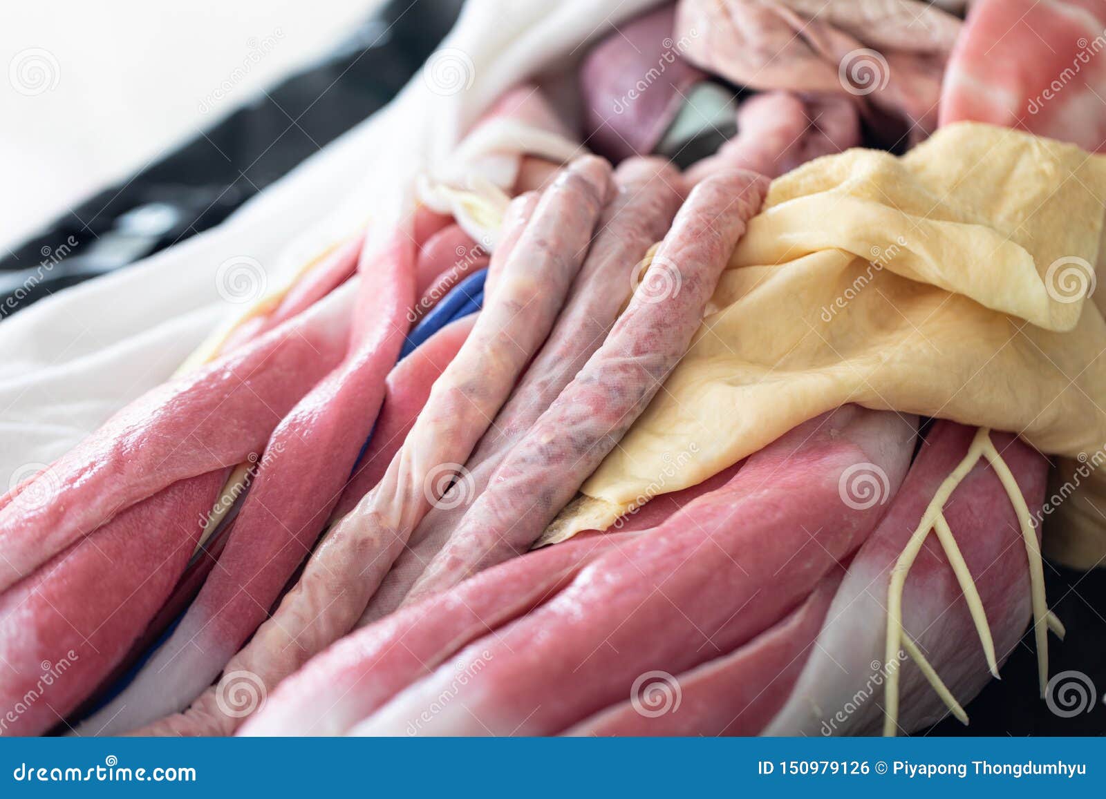 Study Structure Anatomy and Histological Sample of Human Model. Stock ...