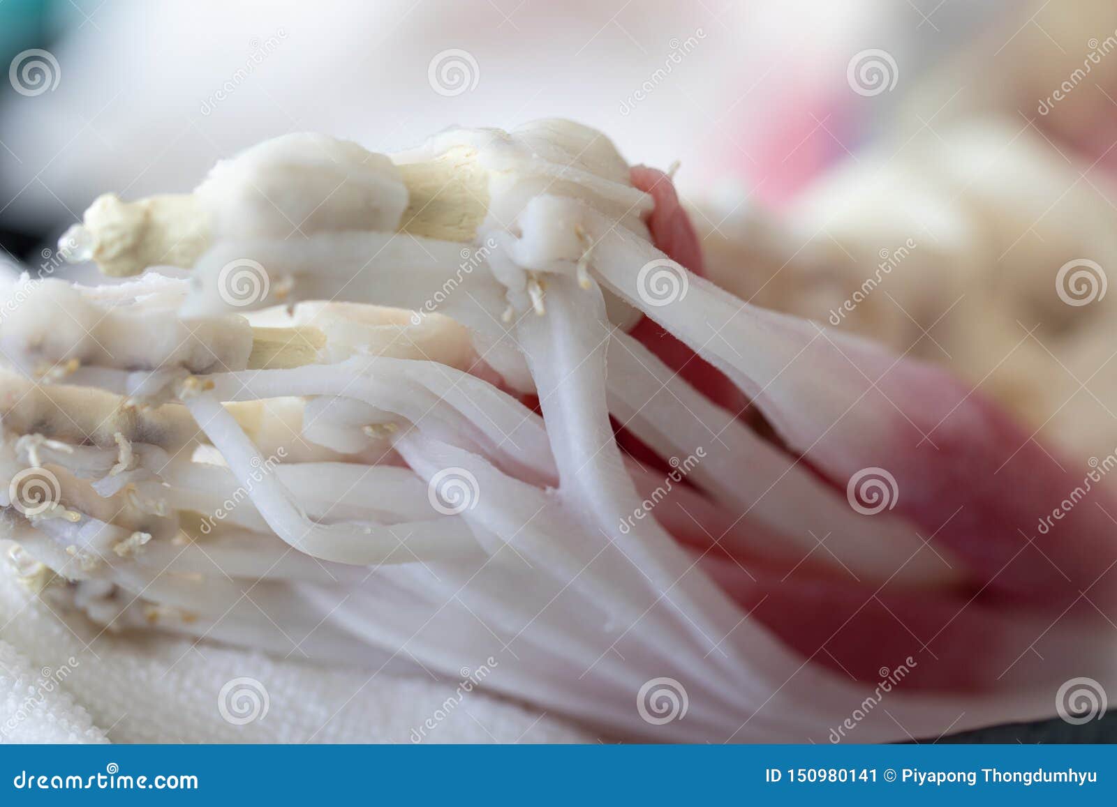 Study Structure Anatomy and Histological Sample of Human Model. Stock ... Study Structure Anatomy and Histological Sample of Human Model. Stock ...