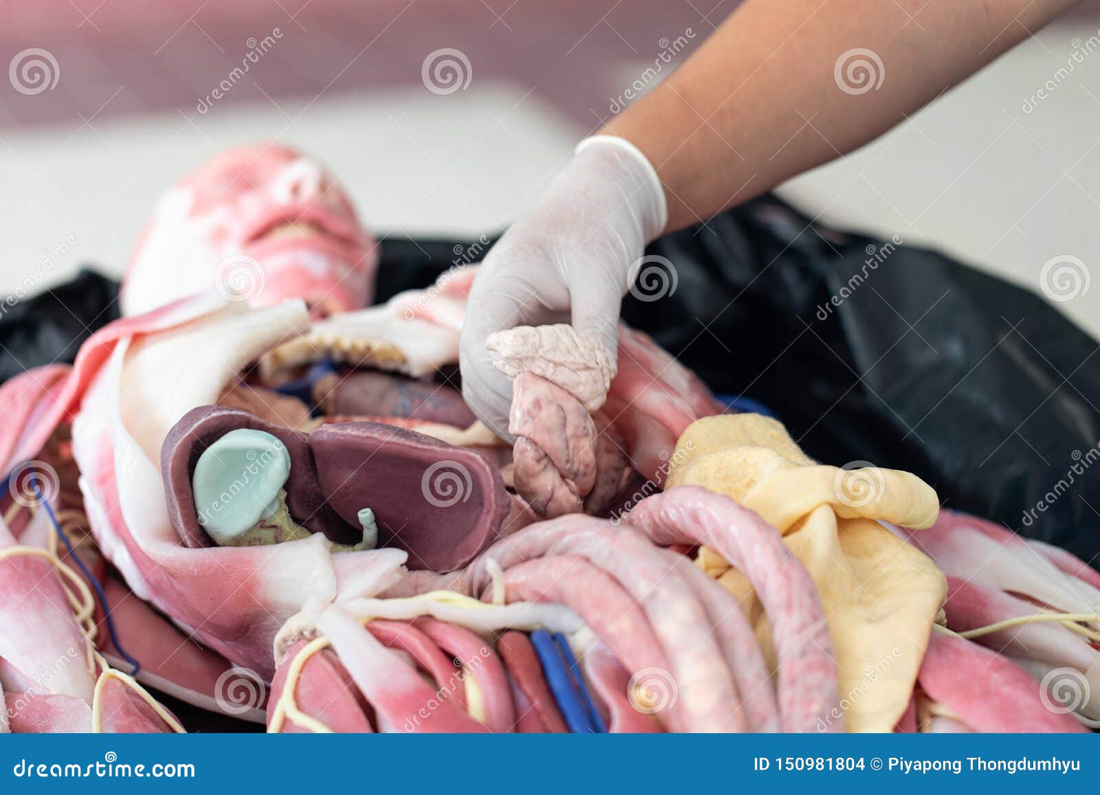 Study Structure Anatomy and Histological Sample of Human Model. Stock ...