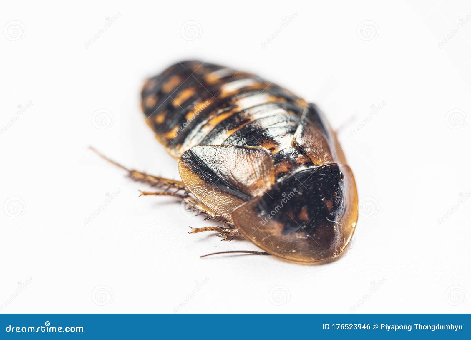 Blaptica Dubia, Dubia Roach, Also Known As the Orange-spotted Roach in ...