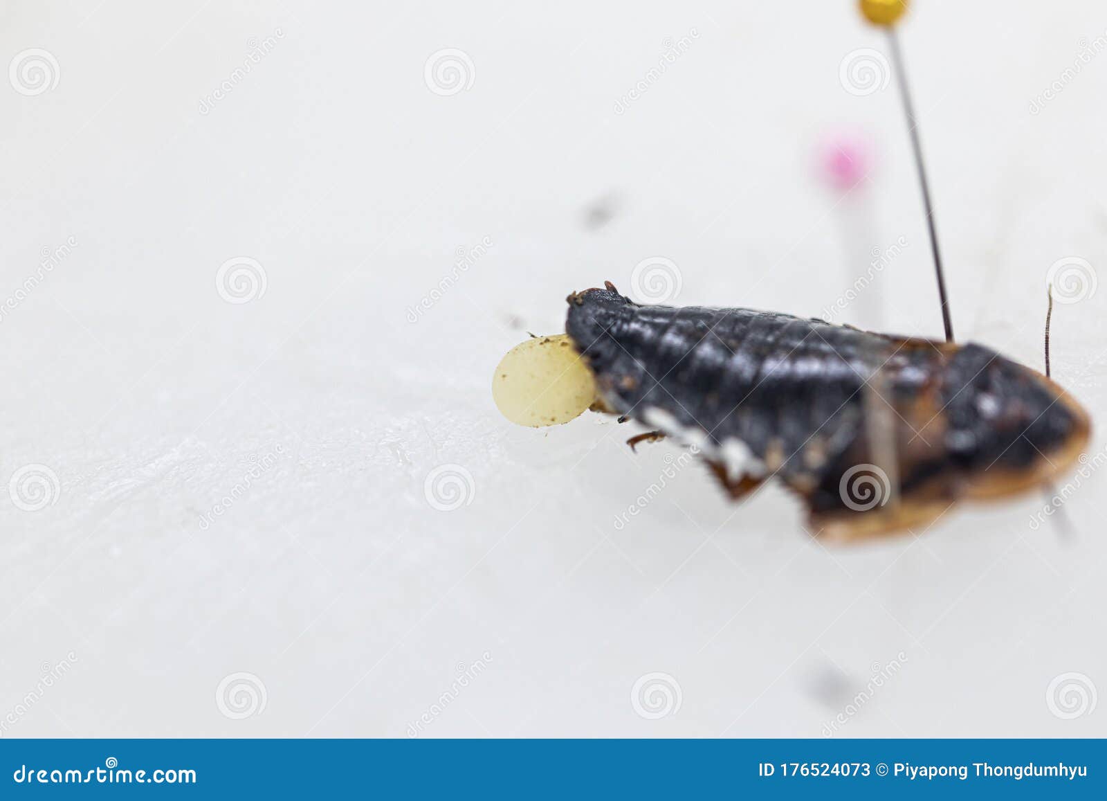 Blaptica Dubia, Dubia Roach, Also Known As the Orange-spotted Roach in ...