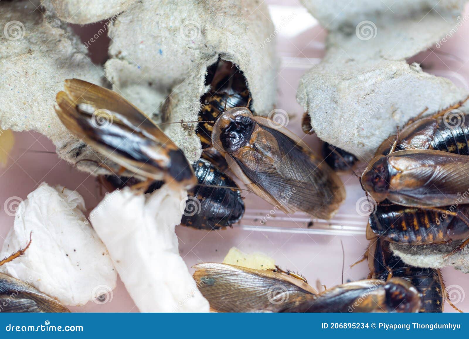 Structure of Blaptica Dubia, Dubia Roach, Also Known As the Orange ...