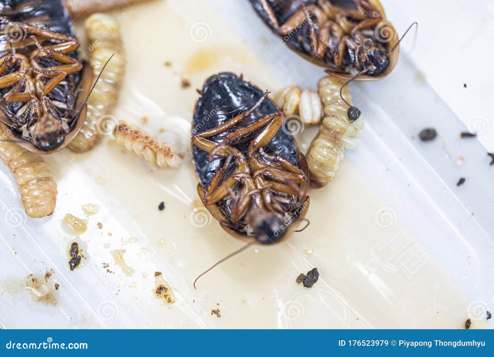 Blaptica Dubia, Dubia Roach, Also Known As the Orange-spotted Roach in ...