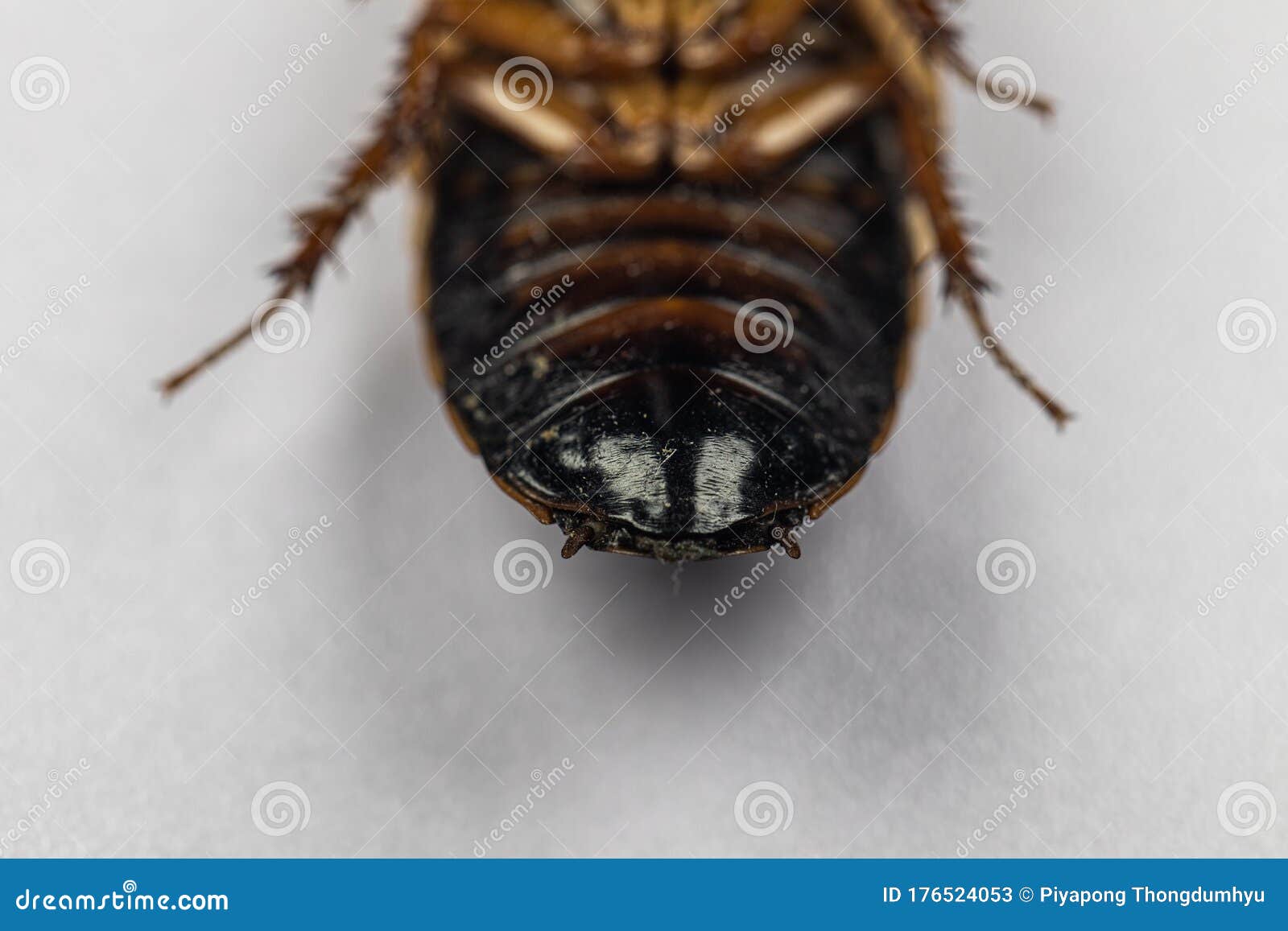 Blaptica Dubia, Dubia Roach, Also Known As the Orange-spotted Roach in ...