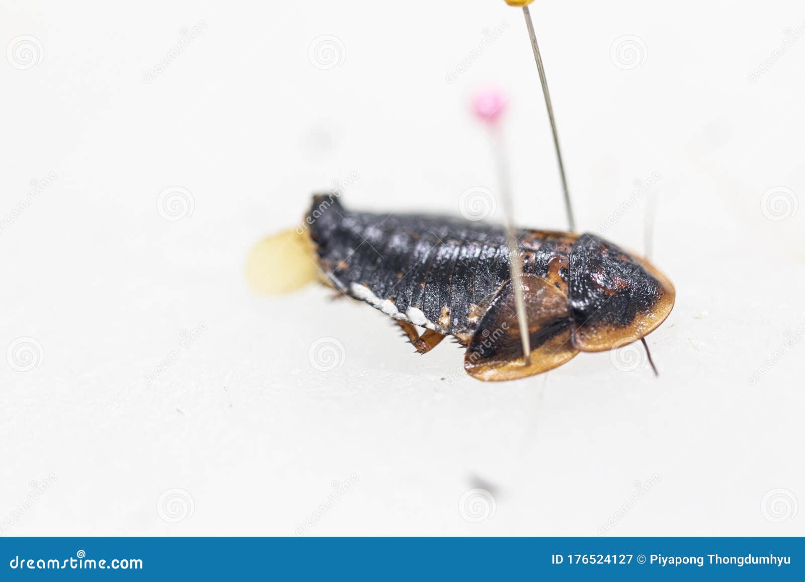 Blaptica Dubia, Dubia Roach, Also Known As the Orange-spotted Roach in ...