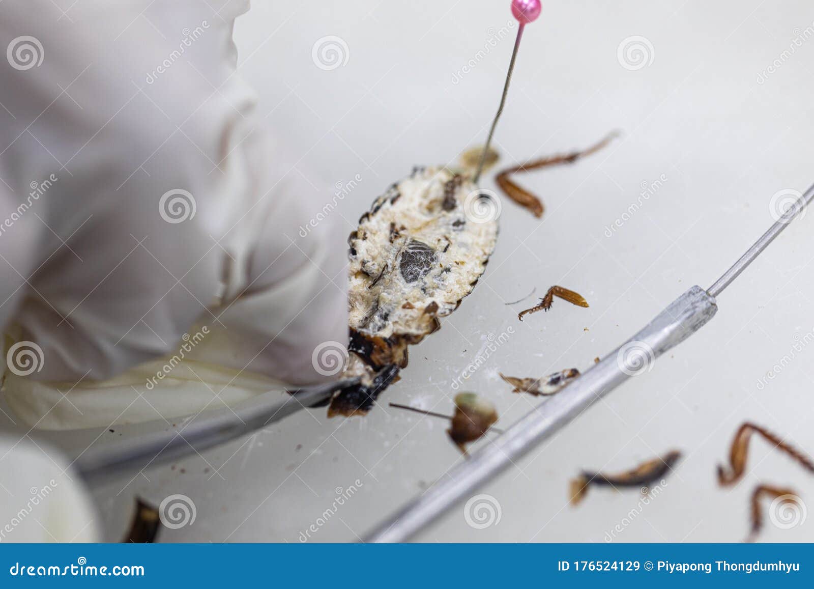 Blaptica Dubia, Dubia Roach, Also Known As the Orange-spotted Roach in ...