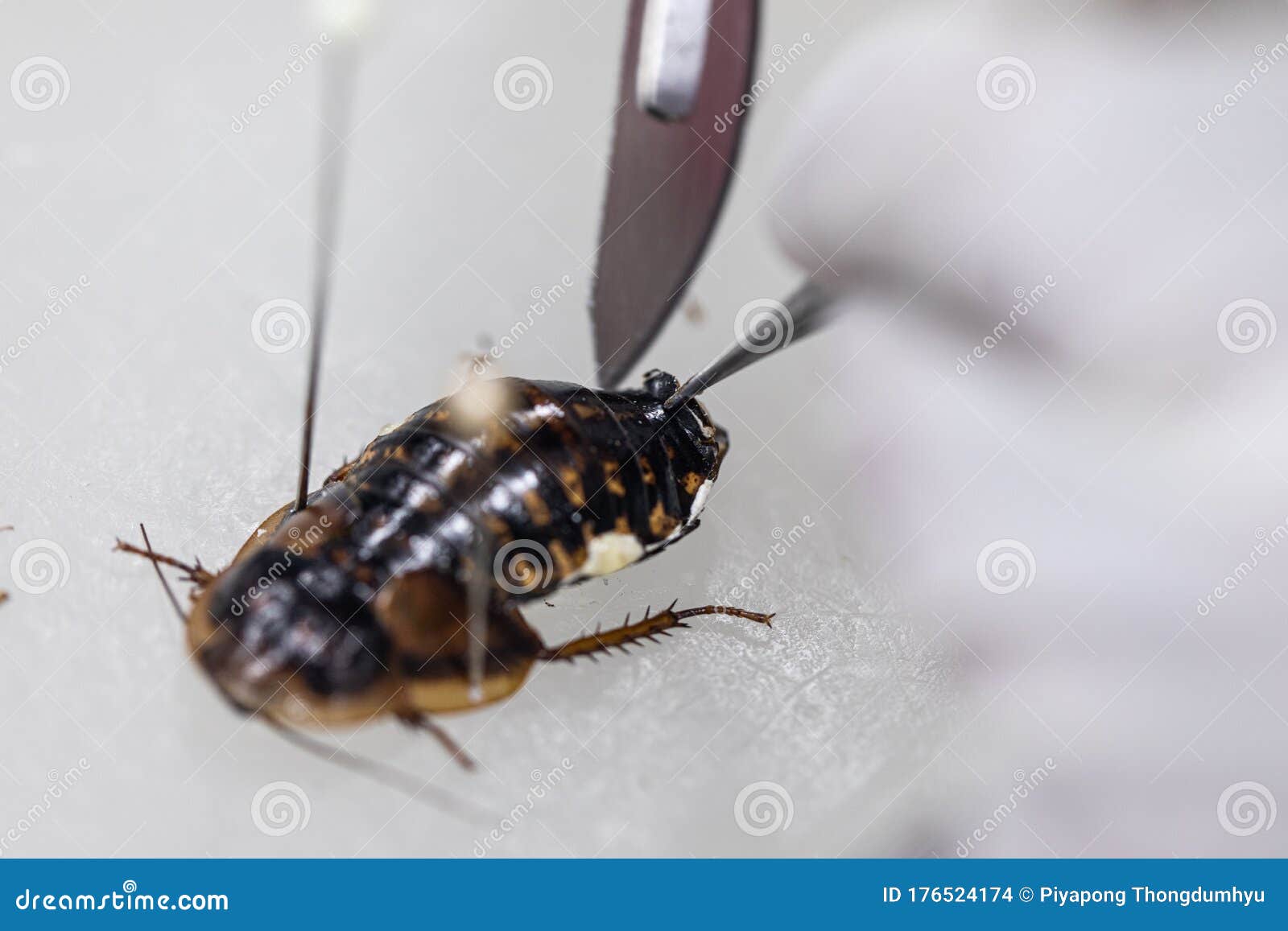 Blaptica Dubia, Dubia Roach, Also Known As the Orange-spotted Roach in ...