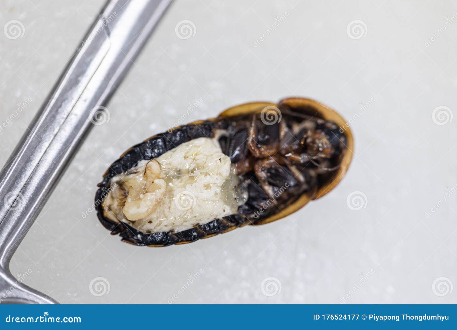 Blaptica Dubia, Dubia Roach, Also Known As the Orange-spotted Roach in ...