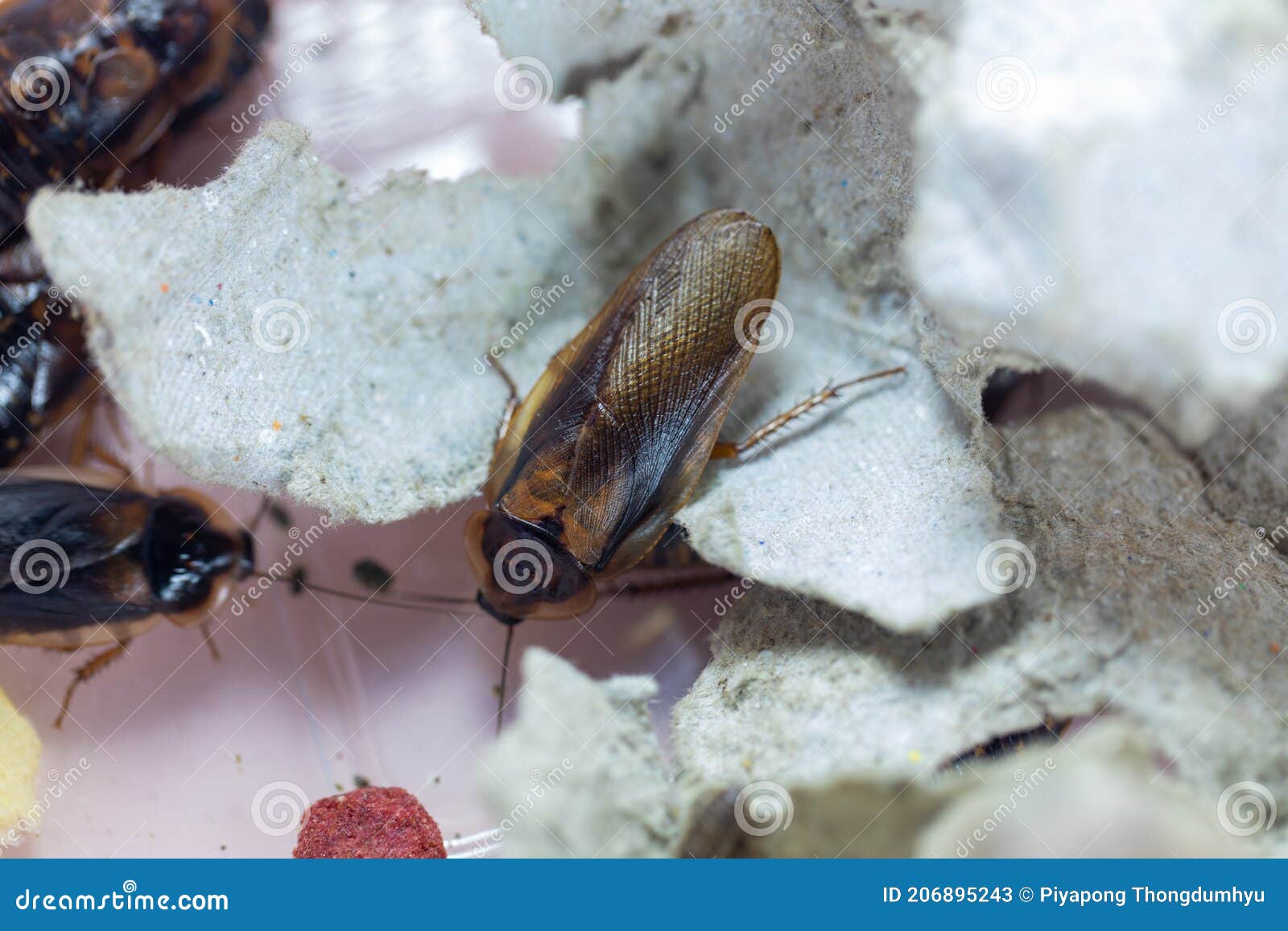 Structure Of Blaptica Dubia, Dubia Roach, Also Known As The Orange ...
