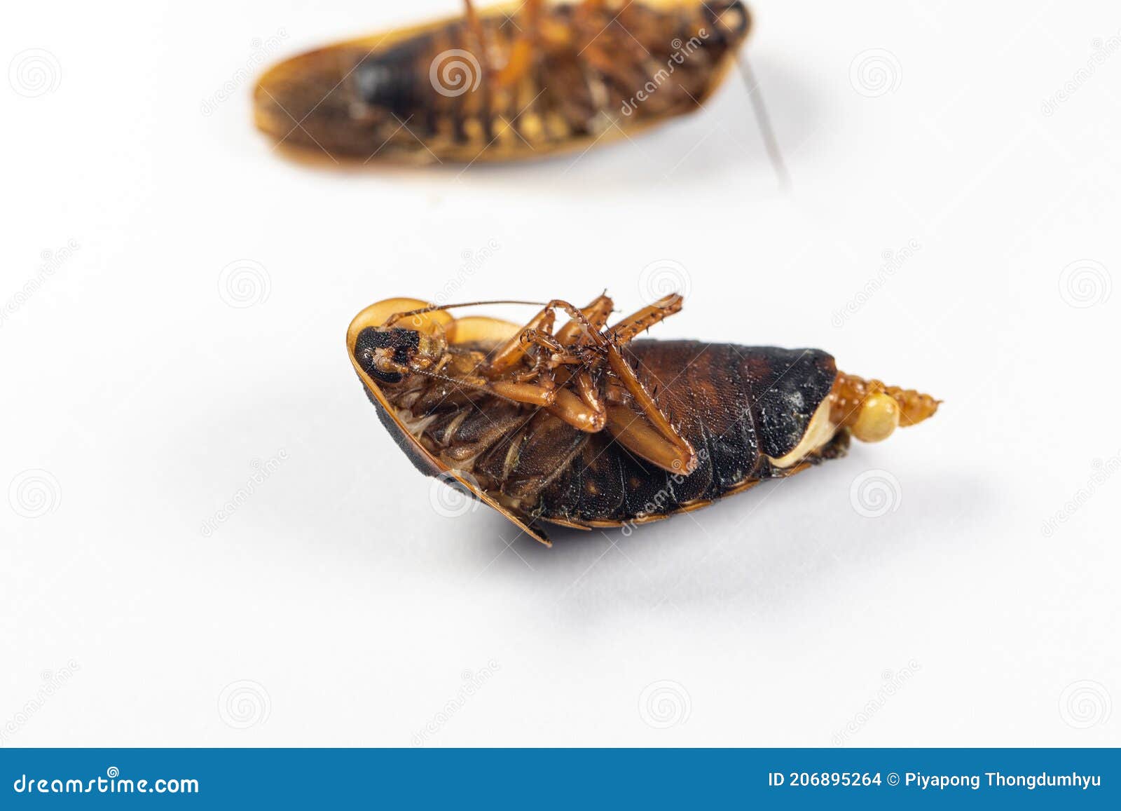 Structure of Blaptica Dubia, Dubia Roach, Also Known As the Orange ...