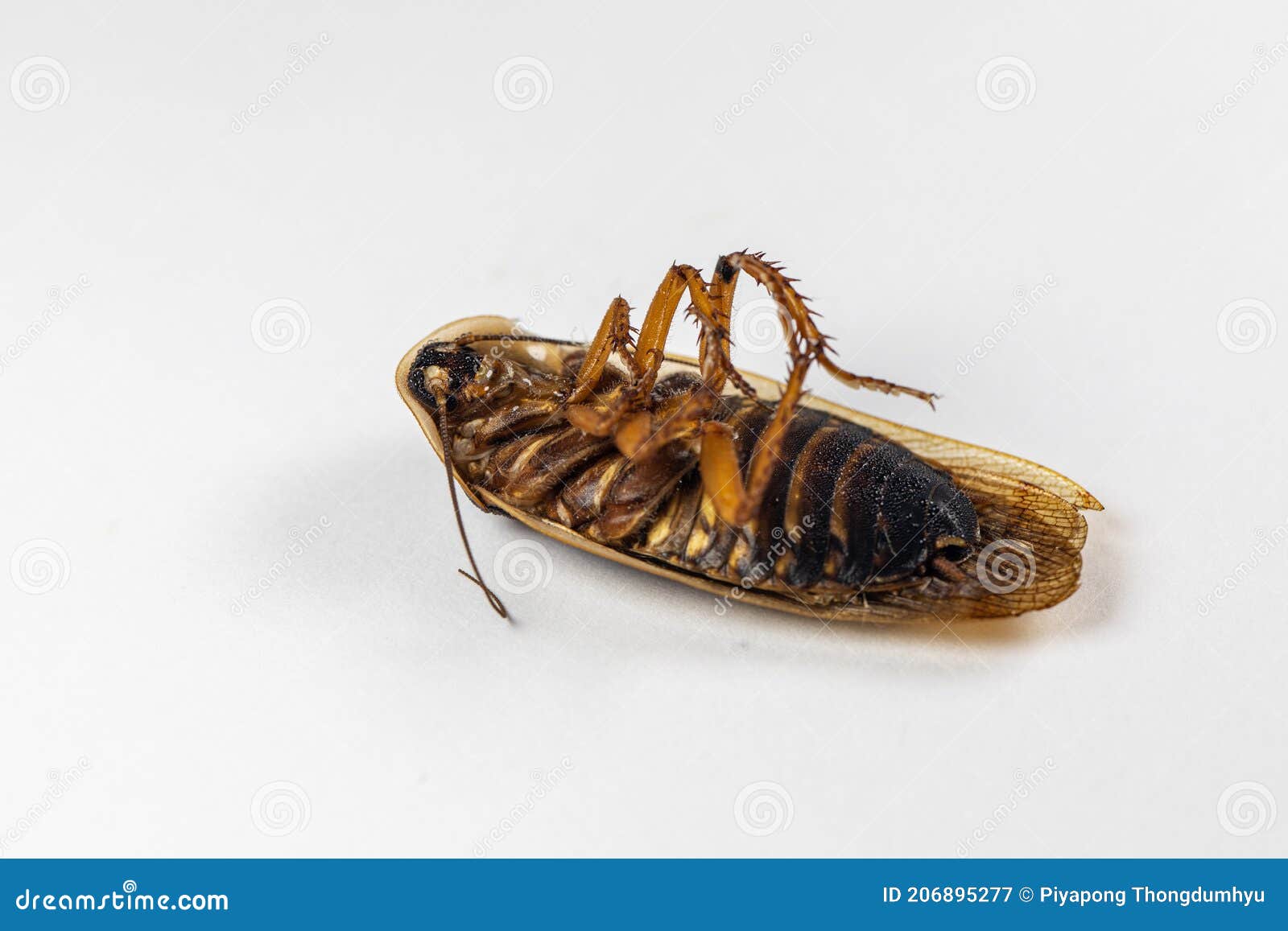 Structure Of Blaptica Dubia, Dubia Roach, Also Known As The Orange ...