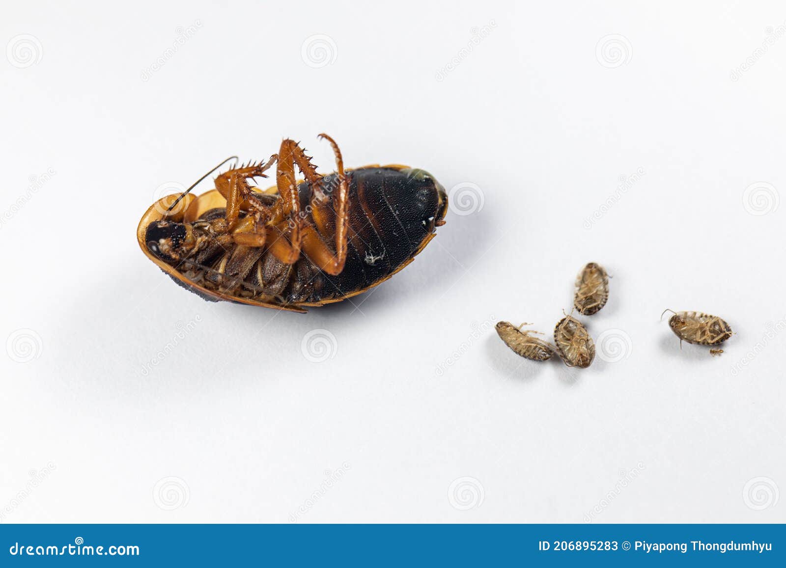 Structure of Blaptica Dubia, Dubia Roach, Also Known As the Orange ...