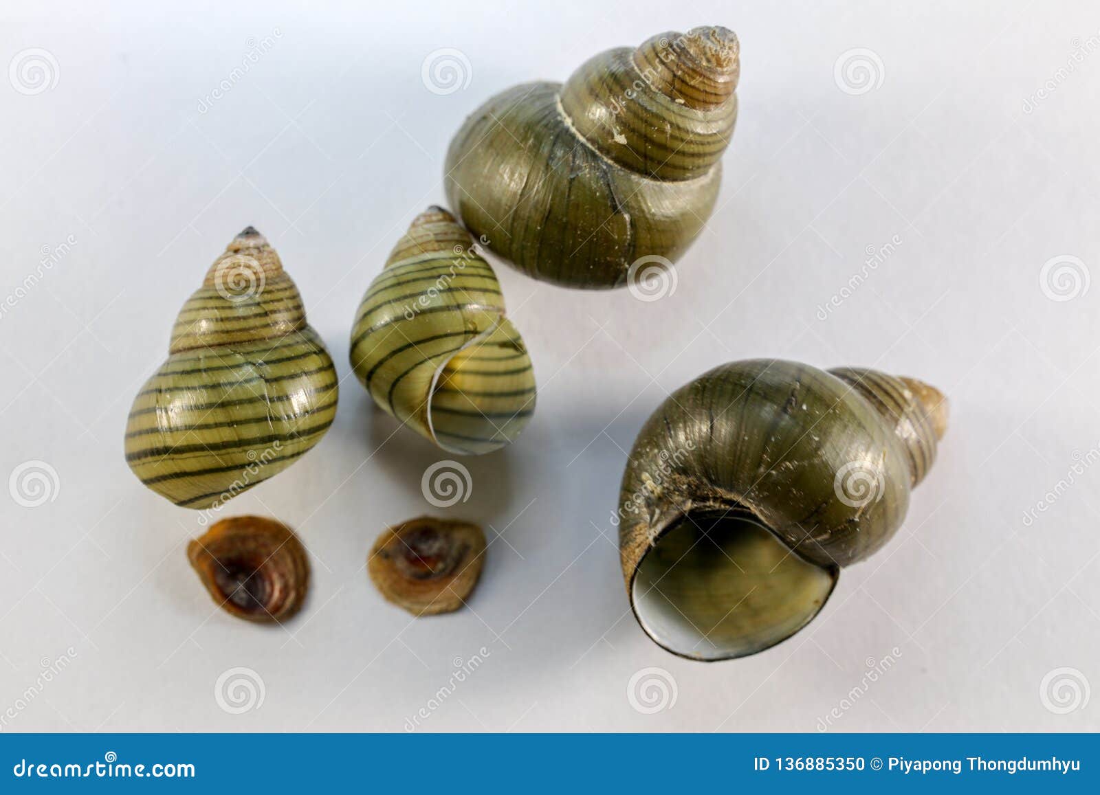 Study of the Structure of Freshwater Molluscs in Laboratory. Stock ...