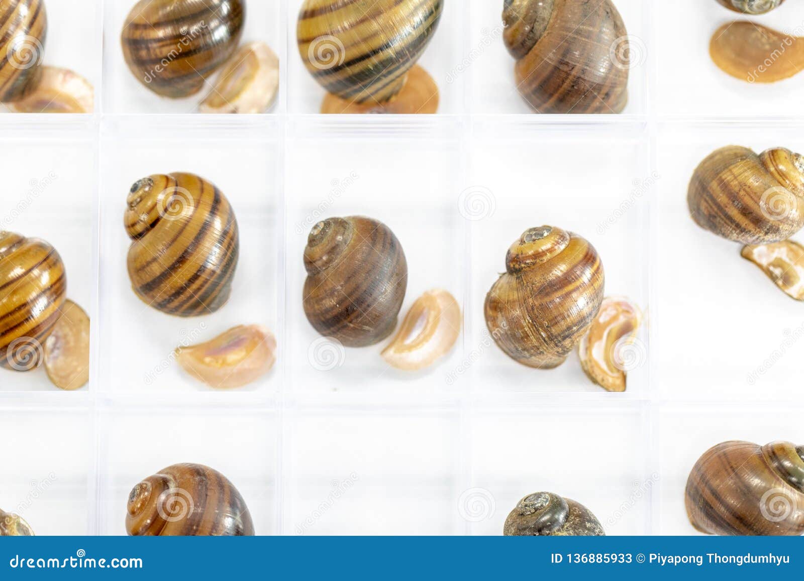 Study of the Structure of Freshwater Molluscs in Laboratory. Stock ...