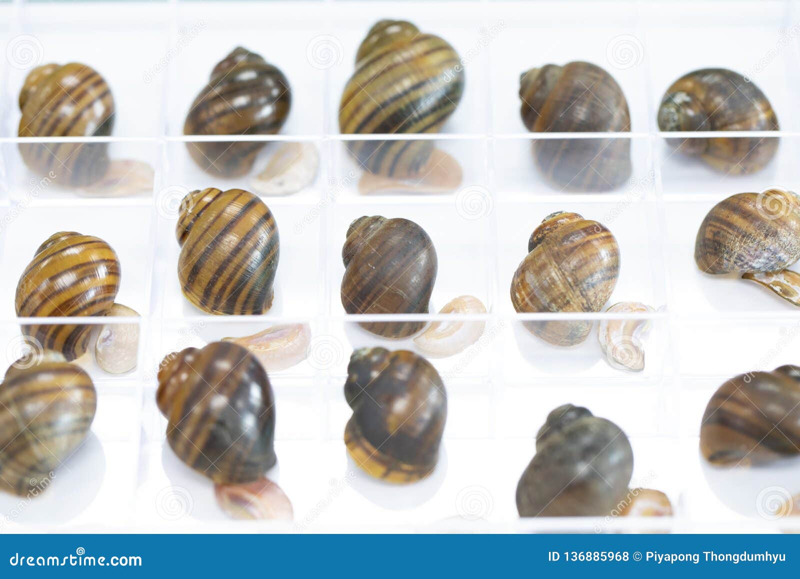 Study of the Structure of Freshwater Molluscs in Laboratory. Stock ...