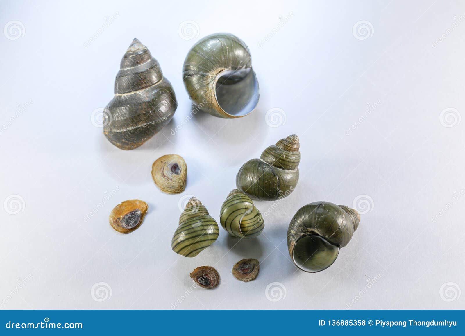 Study of the Structure of Freshwater Molluscs in Laboratory. Stock ...