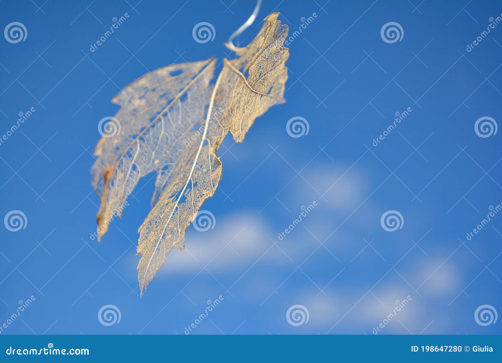 Structure of a leaf stock photo. Image of autumn, studio - 198647280