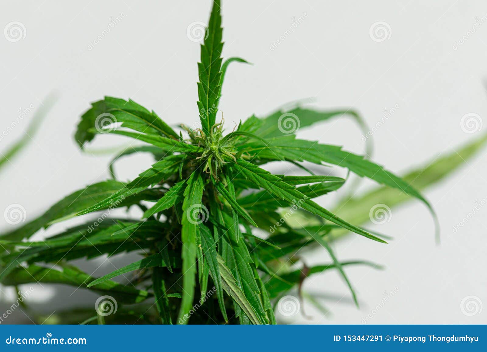 Study Structure of Marijuana Leaves, Powder of Cannabis Drugs for ...