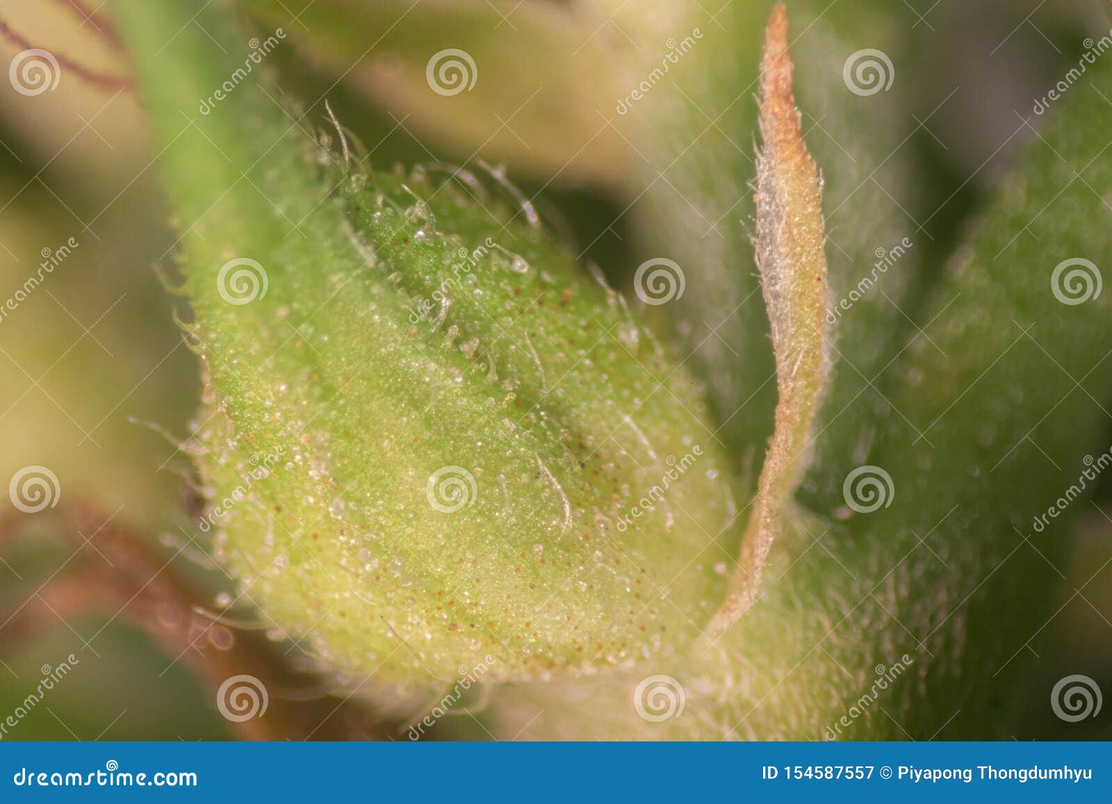 Study Structure of Marijuana Leaves, Powder of Cannabis Drugs on a ...