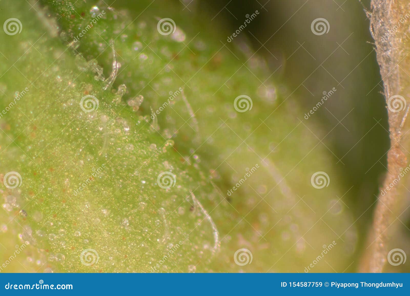 Study Structure of Marijuana Leaves, Powder of Cannabis Drugs on a ...