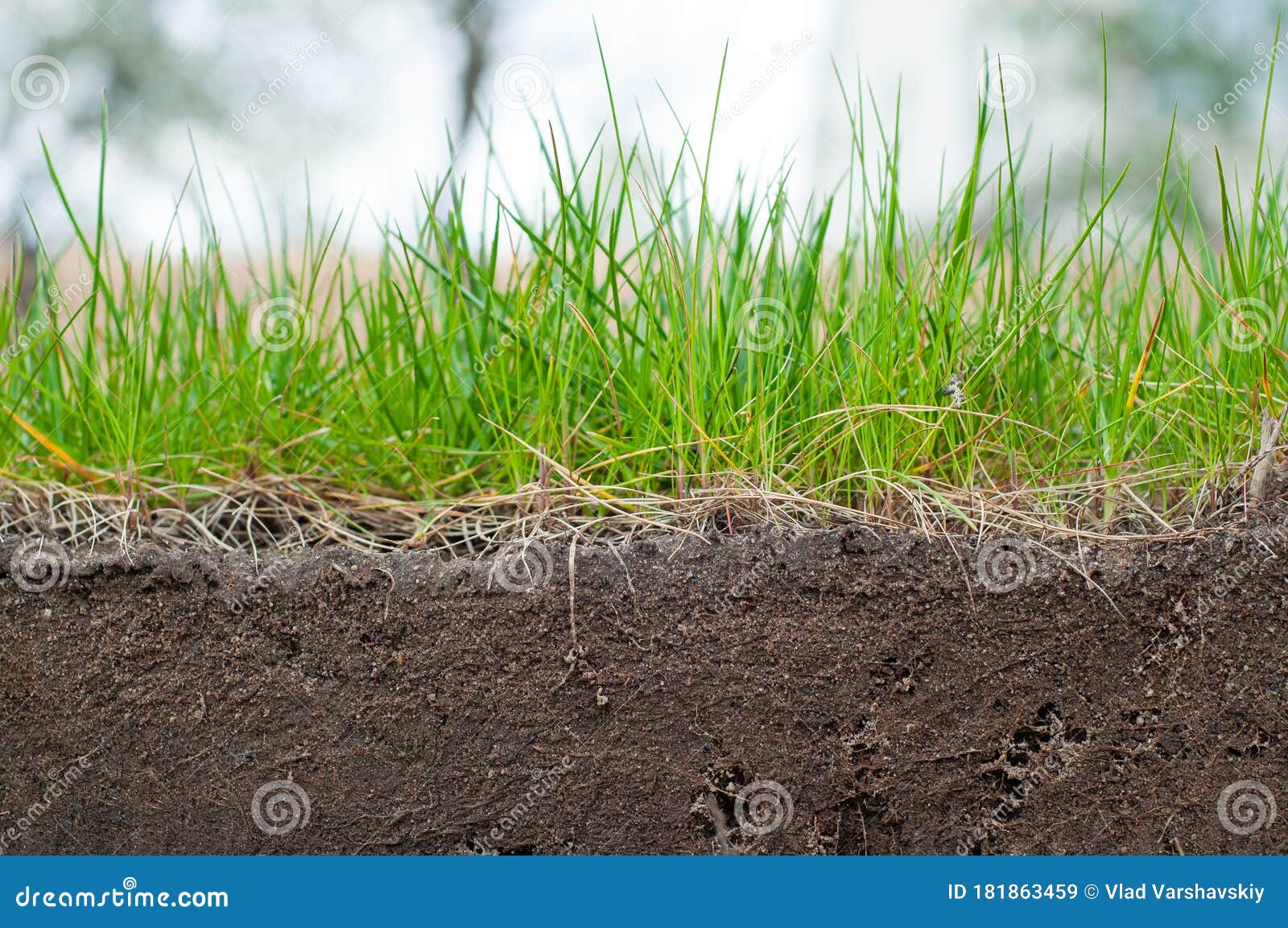The Study of the Structure of the Soil Under the Lawn on the Example of ...