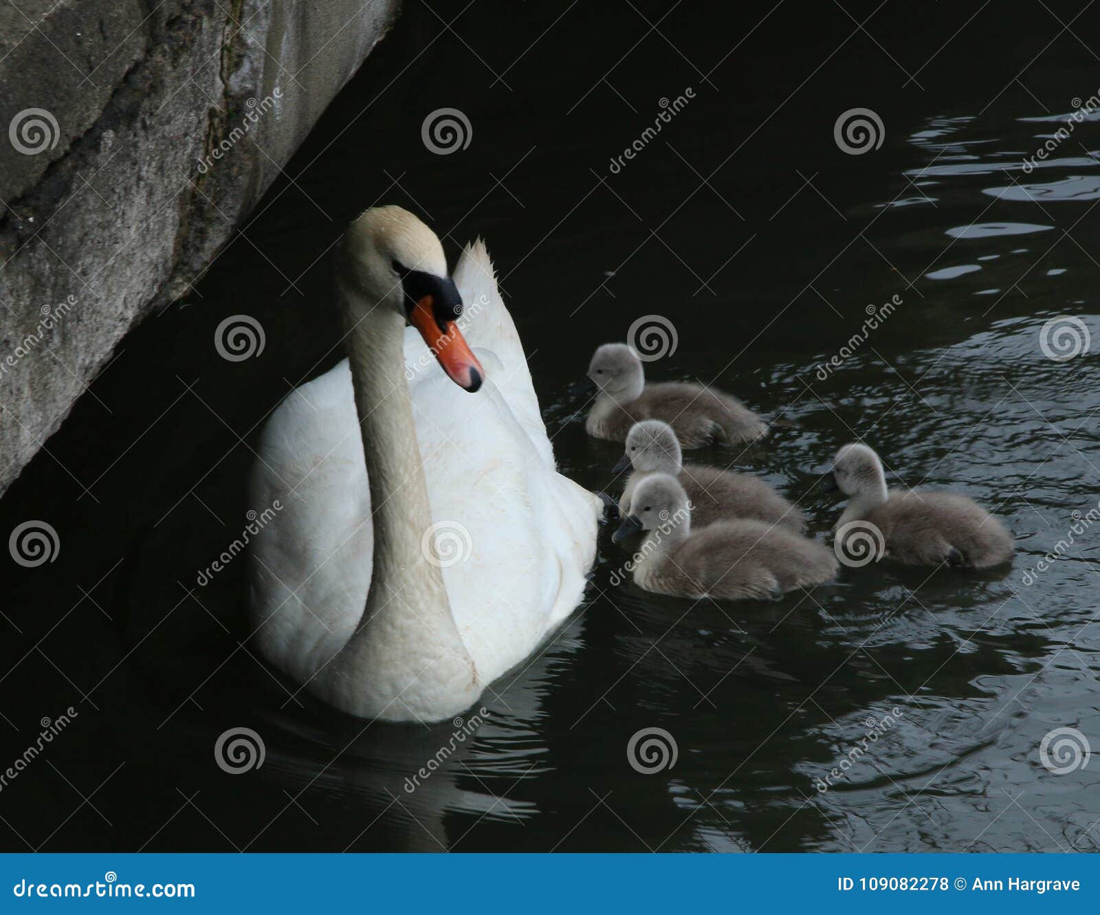 A pair of swans with young stock photo. Image of study - 109082278