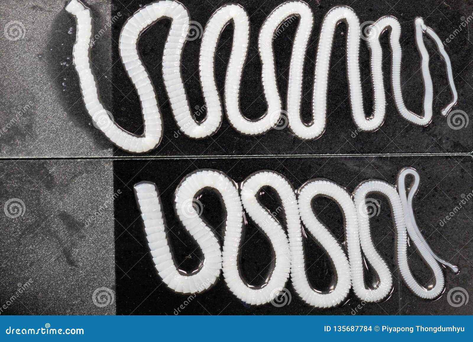 The Study of Tapeworm Infection is Caused by Ingesting Food or Water ...