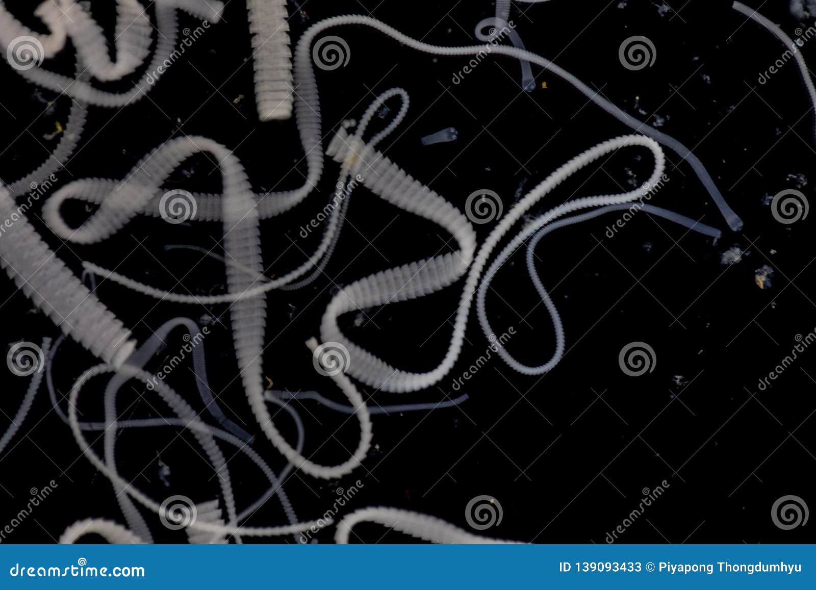 The Study of Tapeworm Infection is Caused by Ingesting Food or Water ...