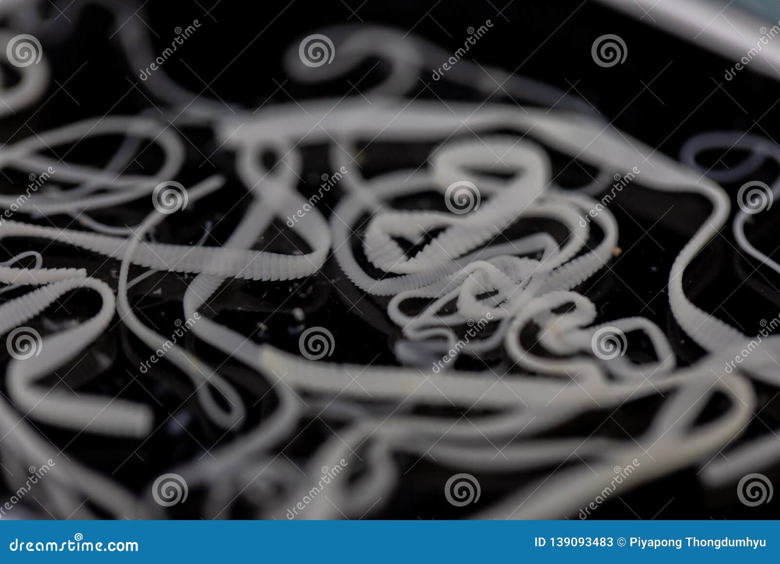 The Study of Tapeworm Infection is Caused by Ingesting Food or Water ...