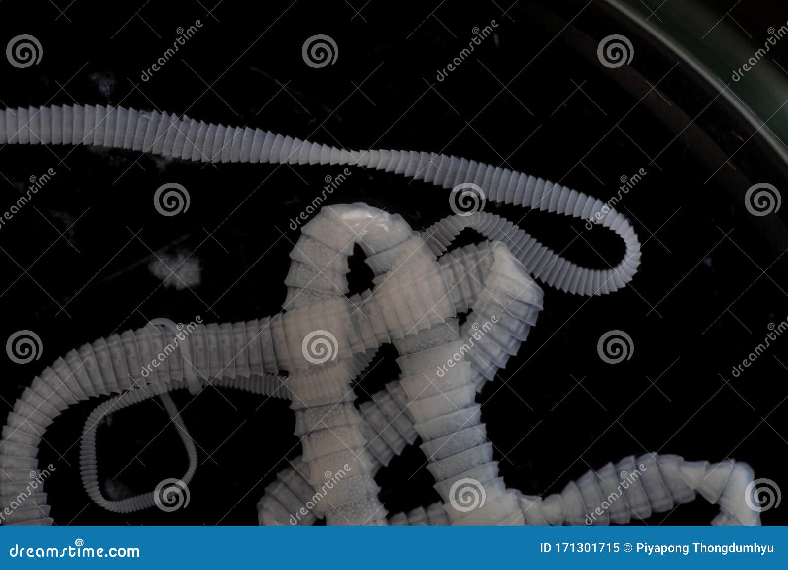 The Study of Tapeworm Infection is Caused by Ingesting Food or Water ...