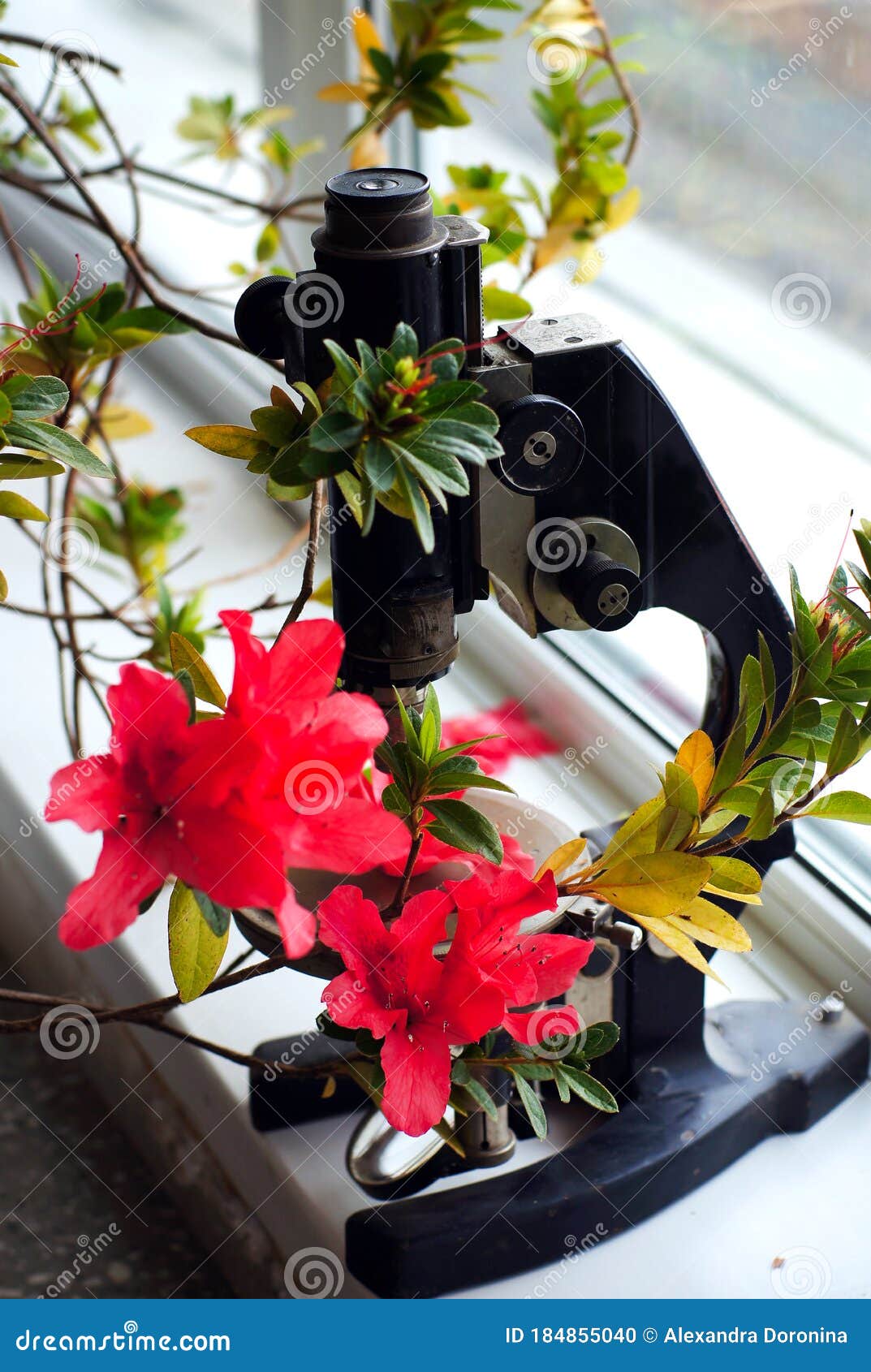Studying Colors Under a Microscope Close Up Stock Photo - Image of leaf ...